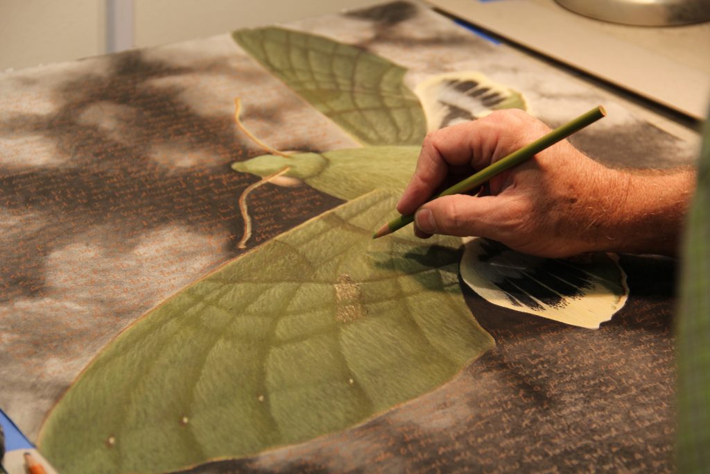 Drawing A Bug’s Life – Focus Magazine